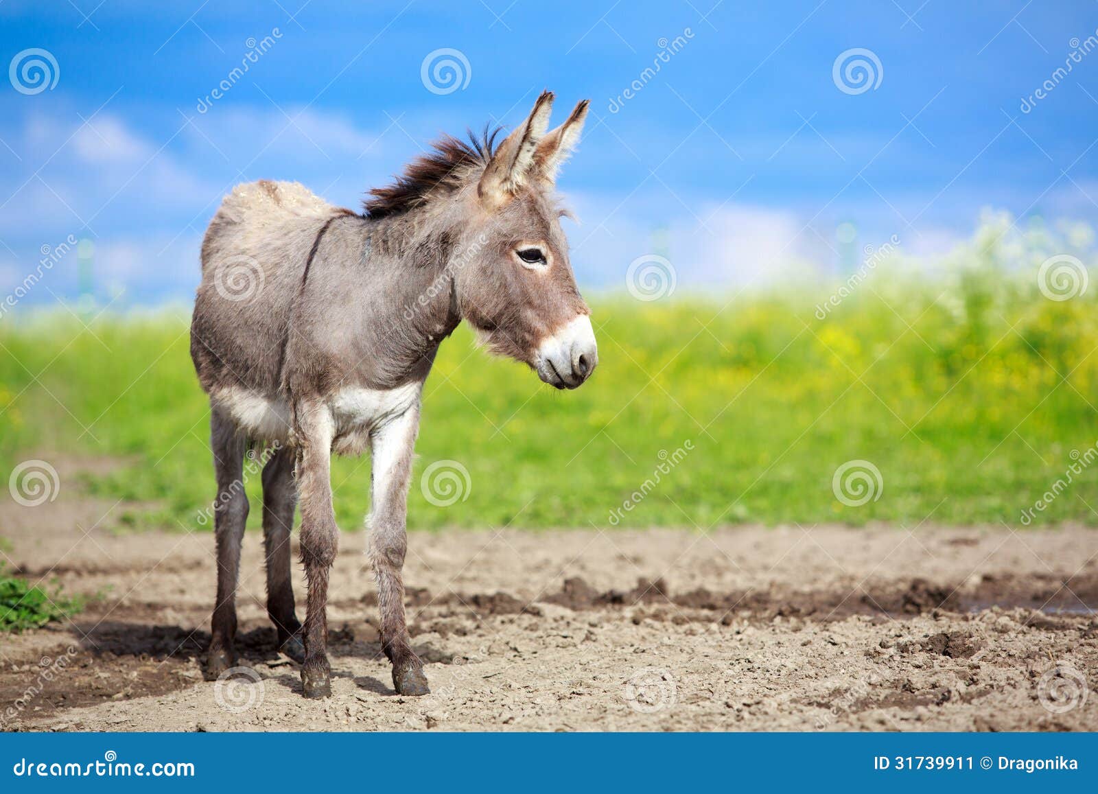 Grey donkey stock image. Image of eared, snout, animal - 31739911