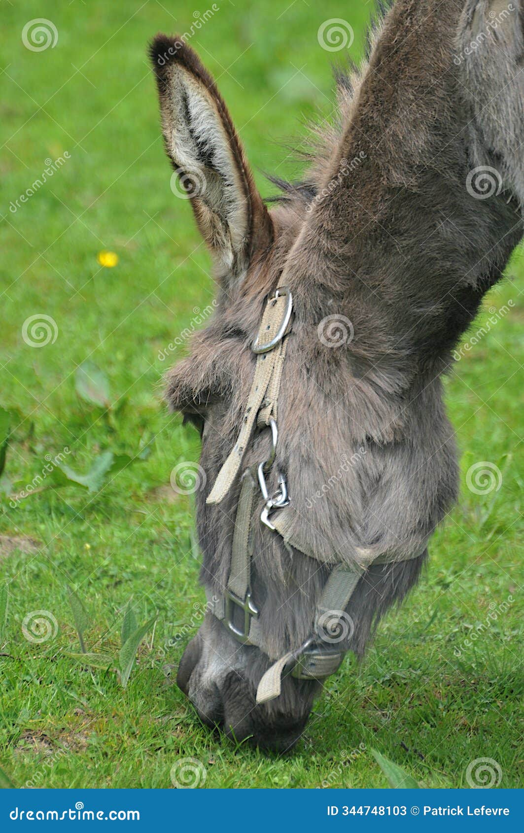 Grey Donkey in a Meadow Eating Grass Stock Image - Image of donkey ...