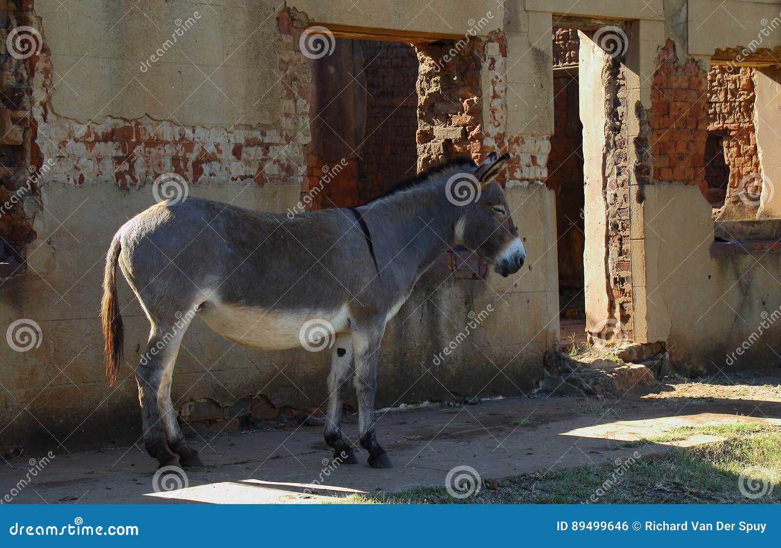 A Grey Donkey and an Old House Stock Photo - Image of farm, rundown ...