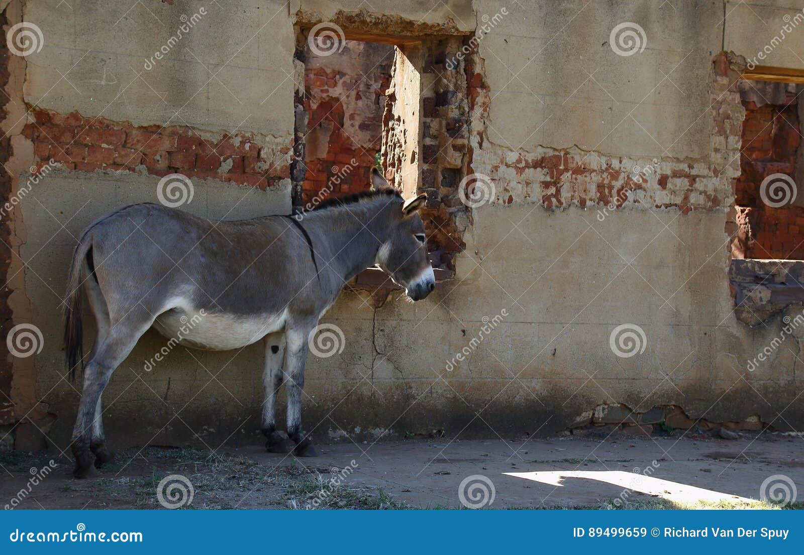A Grey Donkey and an Old House Stock Image - Image of donkey ...