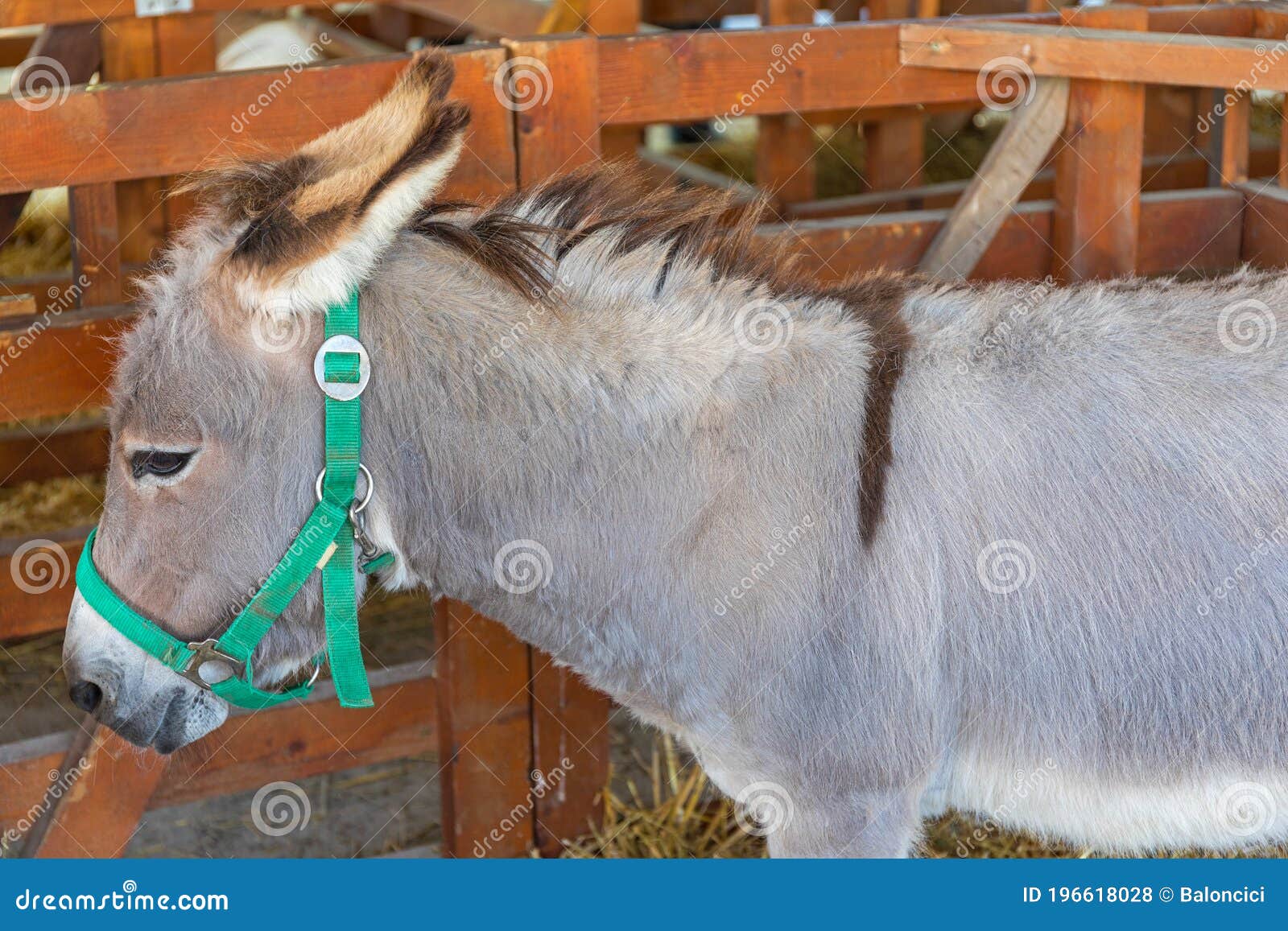 Grey Donkey stock photo. Image of small, alone, grey - 196618028