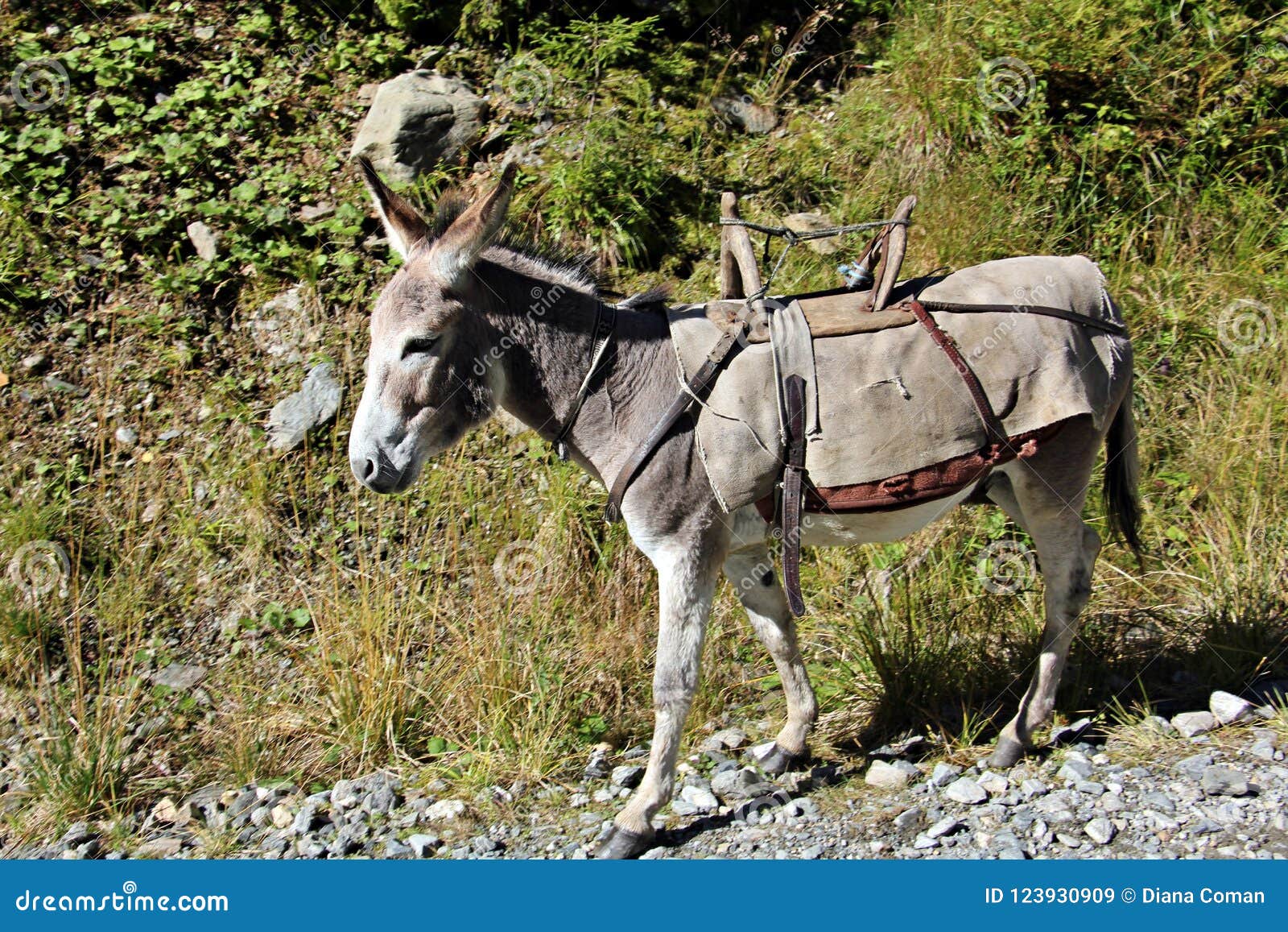 Grey donkey stock image. Image of donkey, brown, followed - 123930909