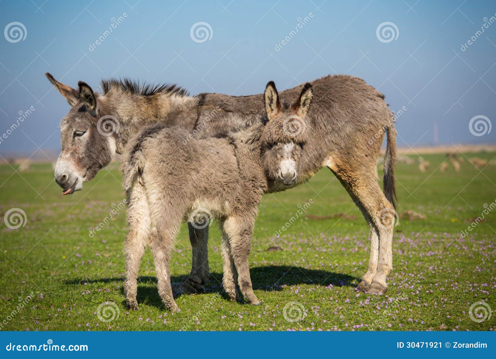 Grey donkey stock image. Image of flowers, branches, countryside - 30471921