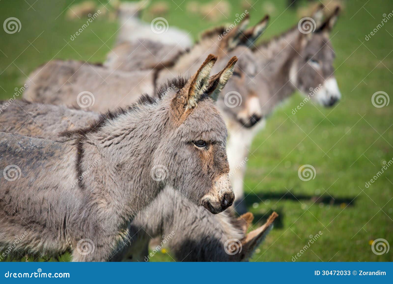 Grey donkey stock image. Image of nature, mammal, field - 30472033