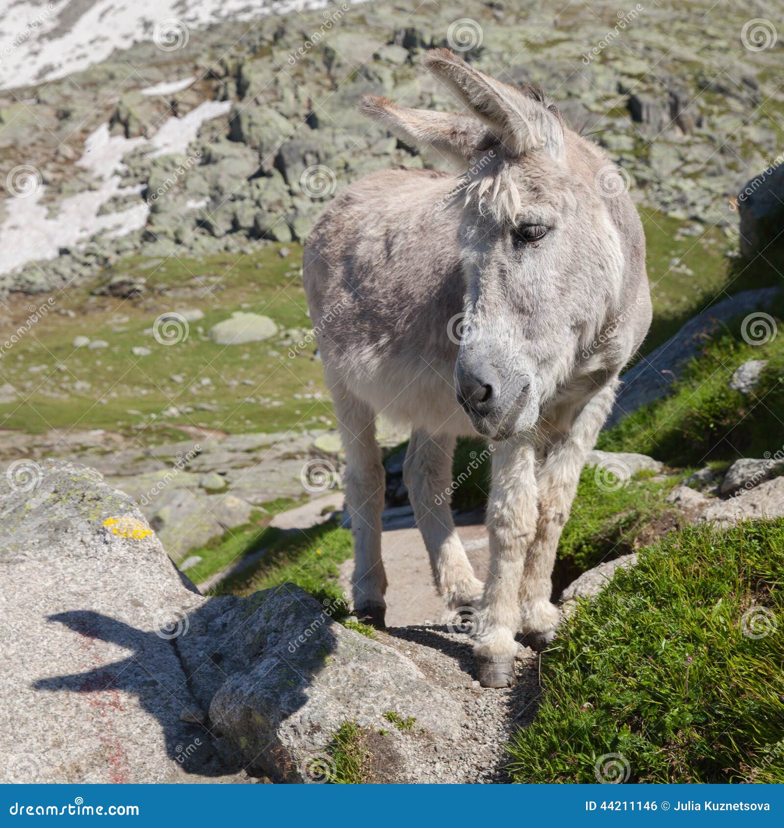 The grey donkey stock photo. Image of creature, funny - 44211146