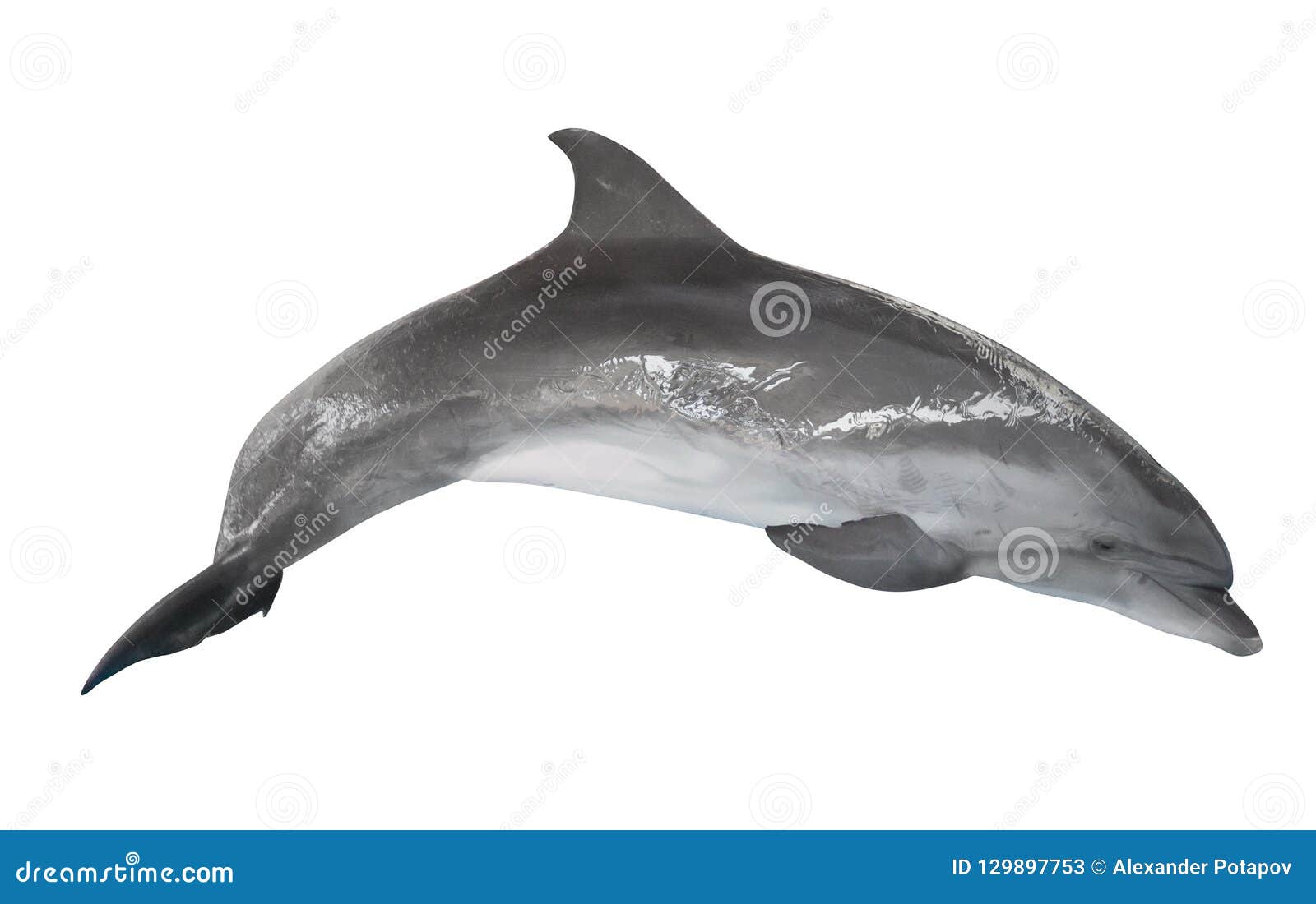 Grey Bottlenose Dolphin on White Stock Image - Image of wildlife ...