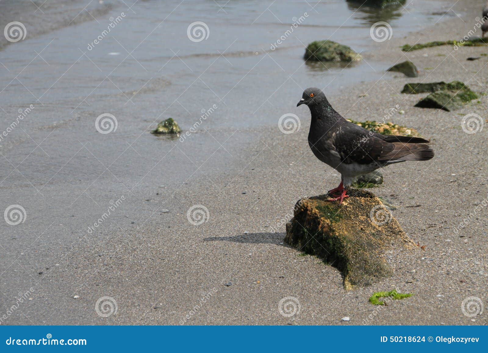 Grey dove rock sea stock photo. Image of ocean, beach - 50218624