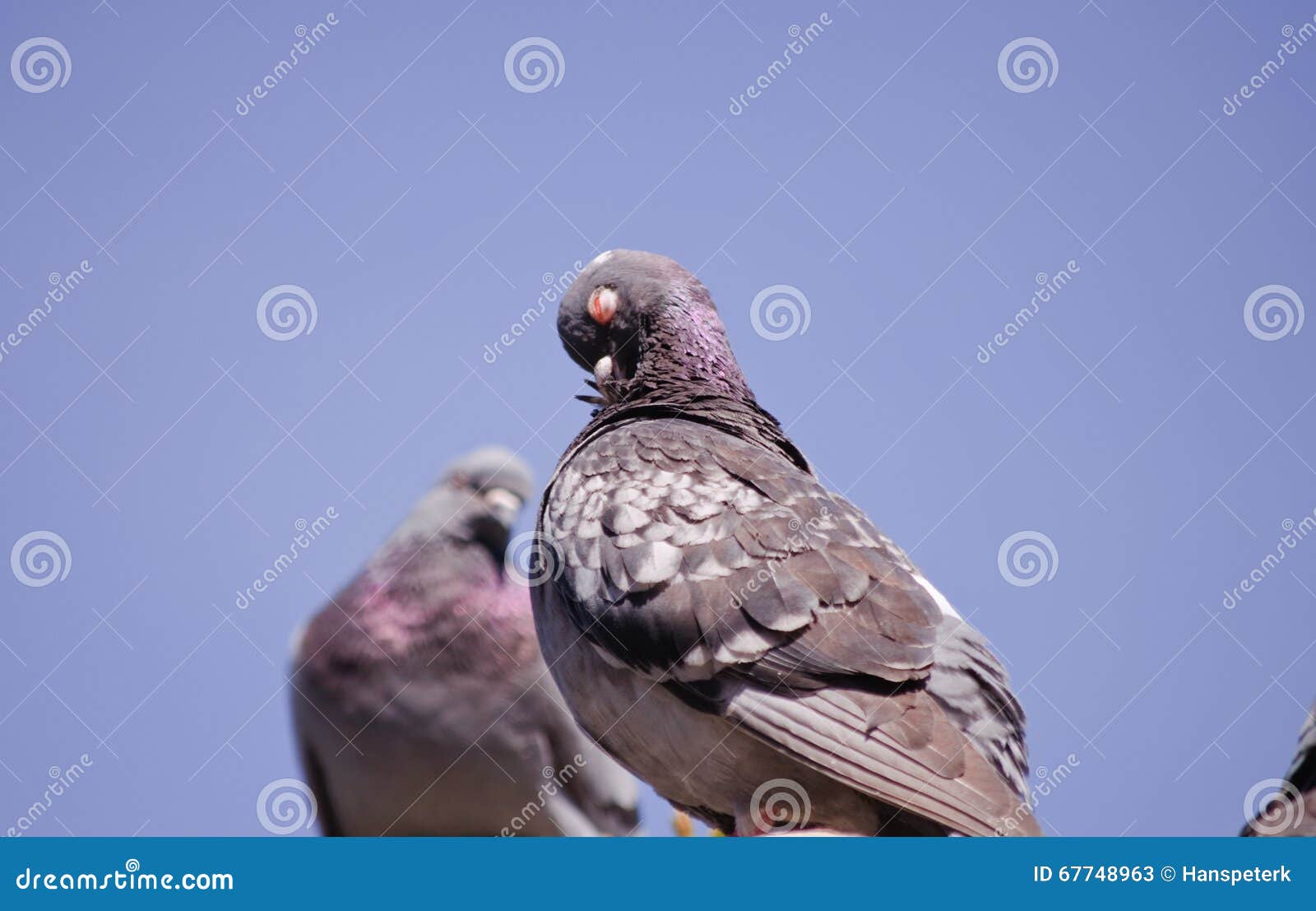 Grey doves and blue sky stock image. Image of sunlight - 67748963