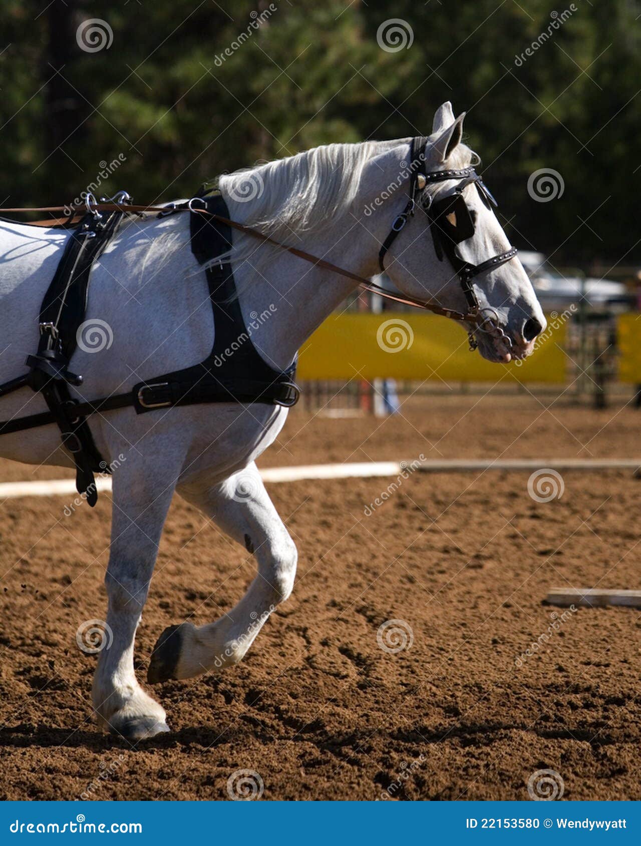 Grey draft horse stock photo. Image of arena, draft, draught - 22153580