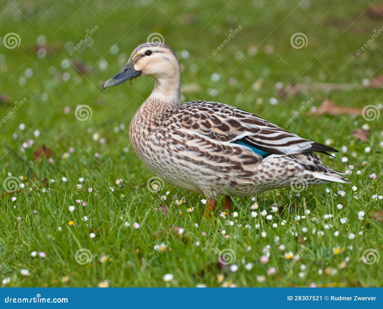 Grey duck stock image. Image of grey, waikaremoana, platyrhynchos ...