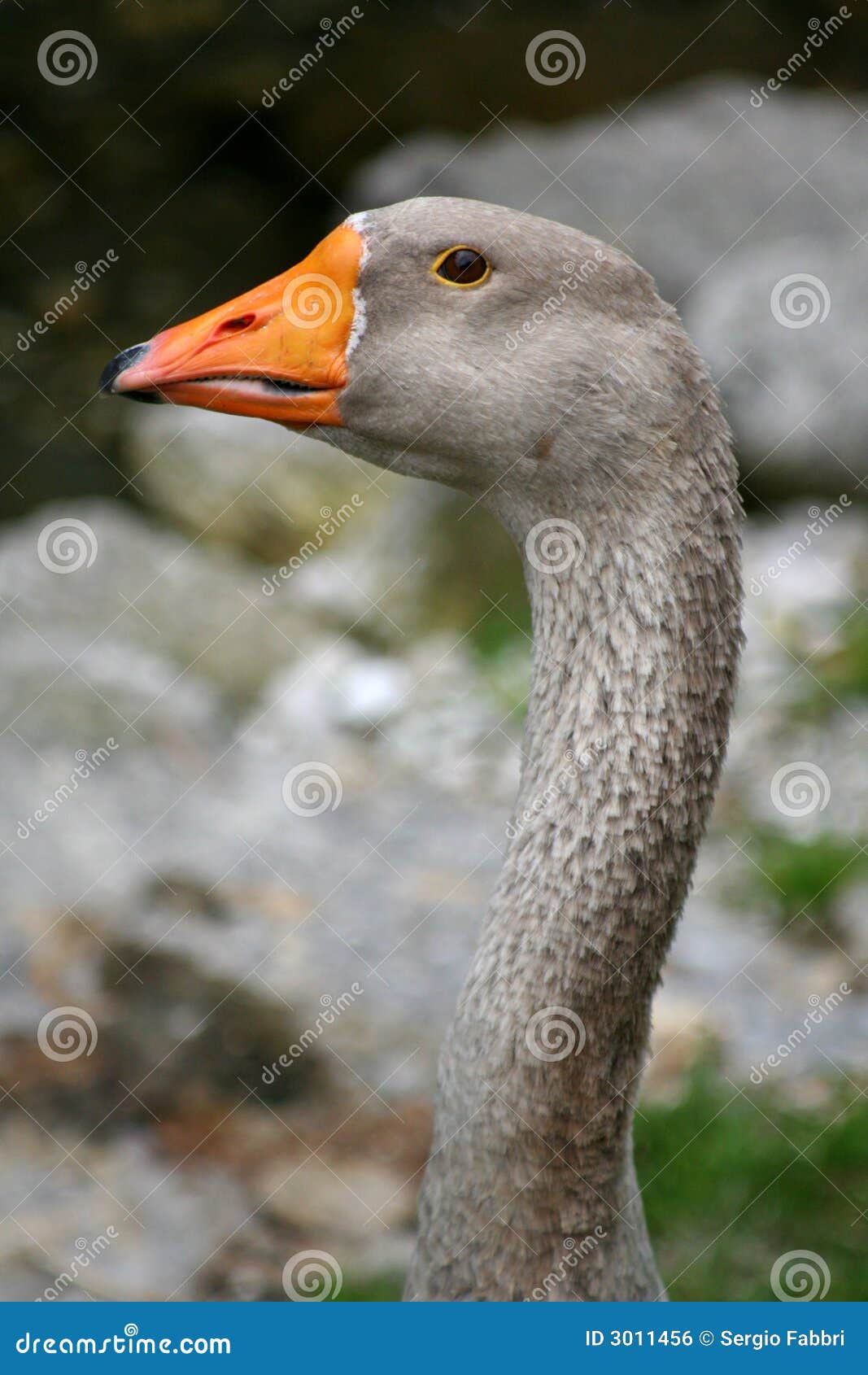Grey duck stock photo. Image of colour, beautiful, nature - 3011456