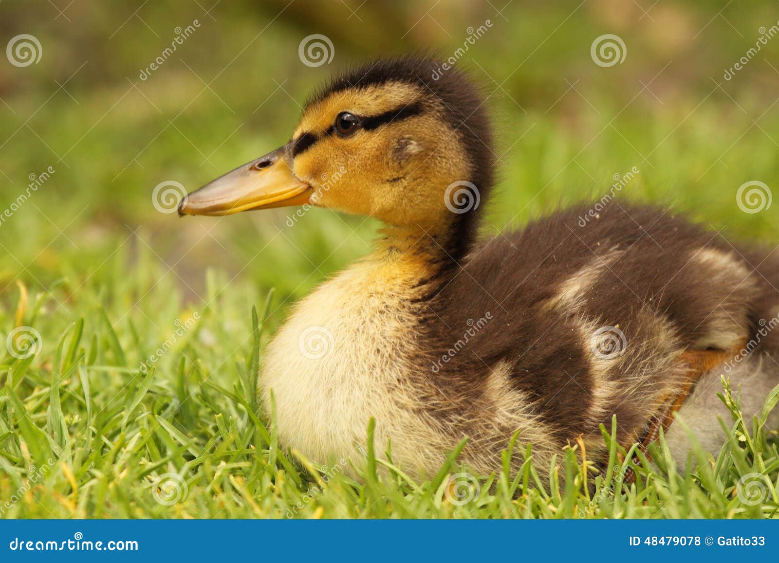 Grey Duck Baby stock photo. Image of grass, baby, waterfowl - 48479078