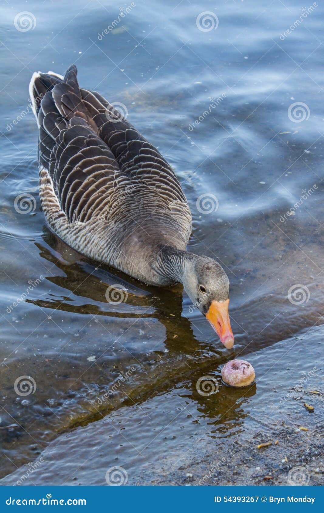 Grey Duck Looking at Small Donut Stock Image - Image of orange, beak ...