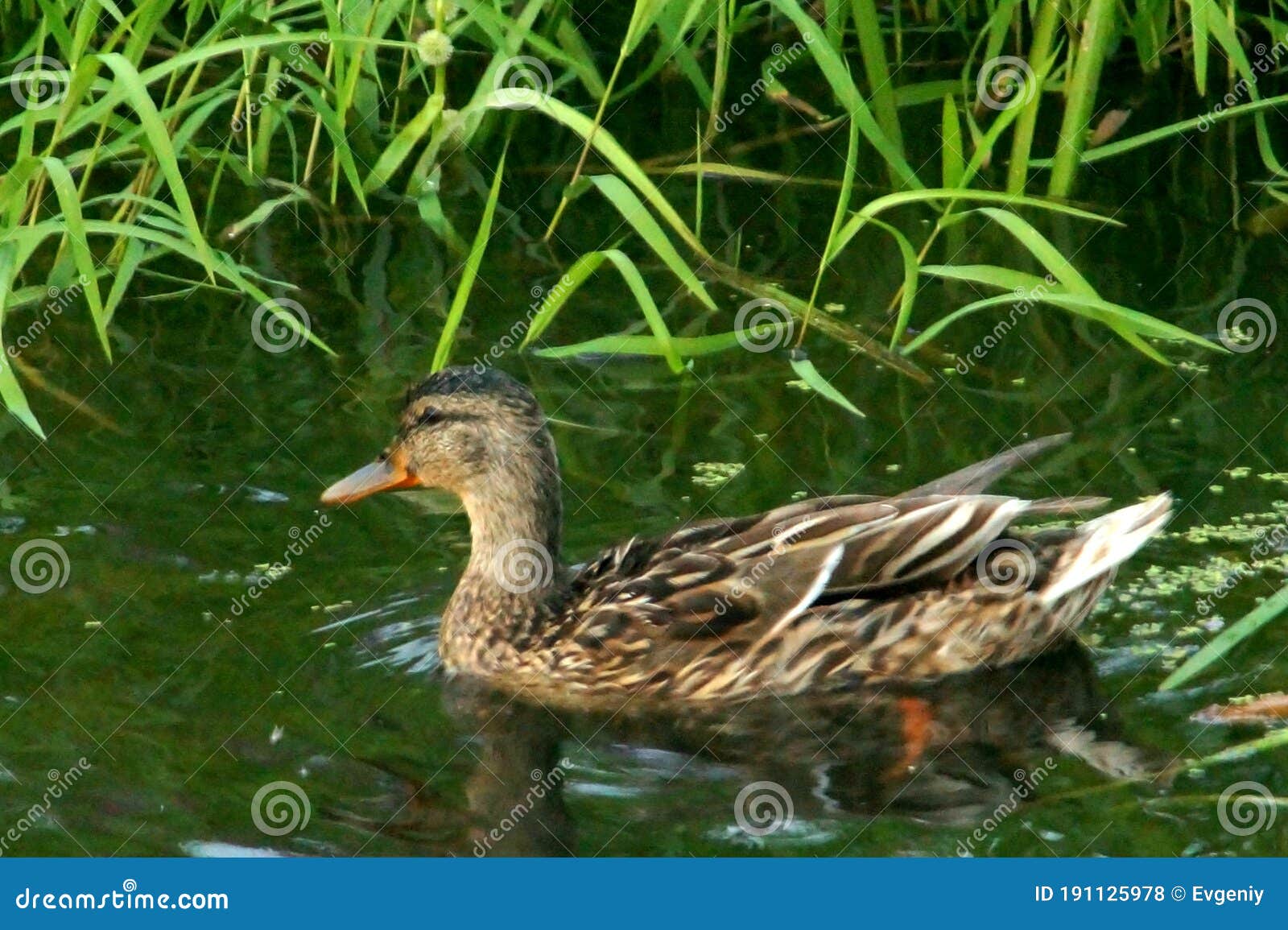 Duck Among The Reeds Stock Photo | CartoonDealer.com #15424704