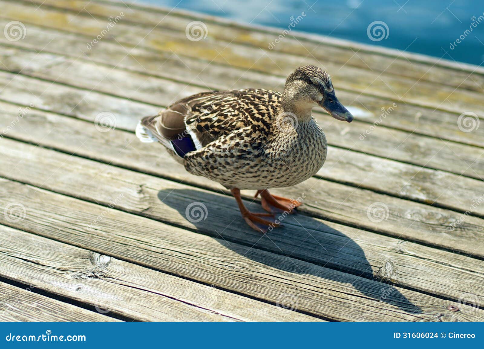 Grey duck stock photo. Image of green, bird, nature, feather - 31606024