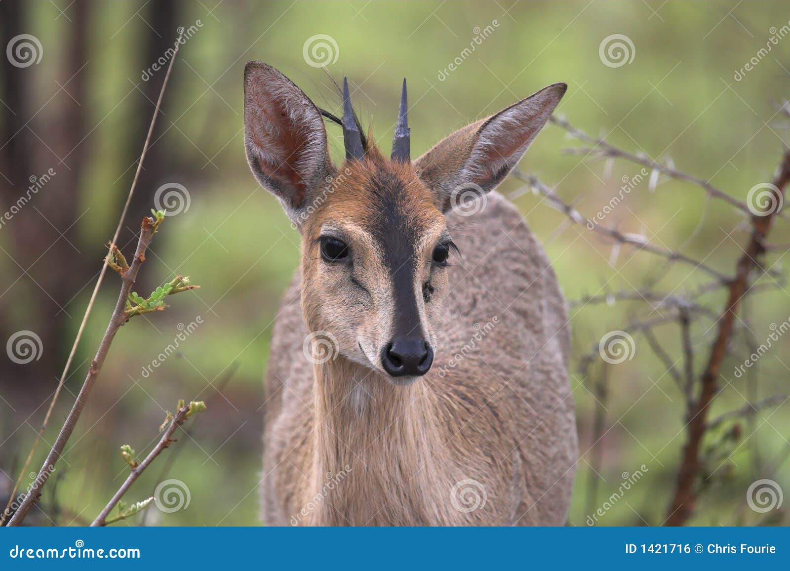 Grey Duiker stock photo. Image of grey, national, grimms - 1421716