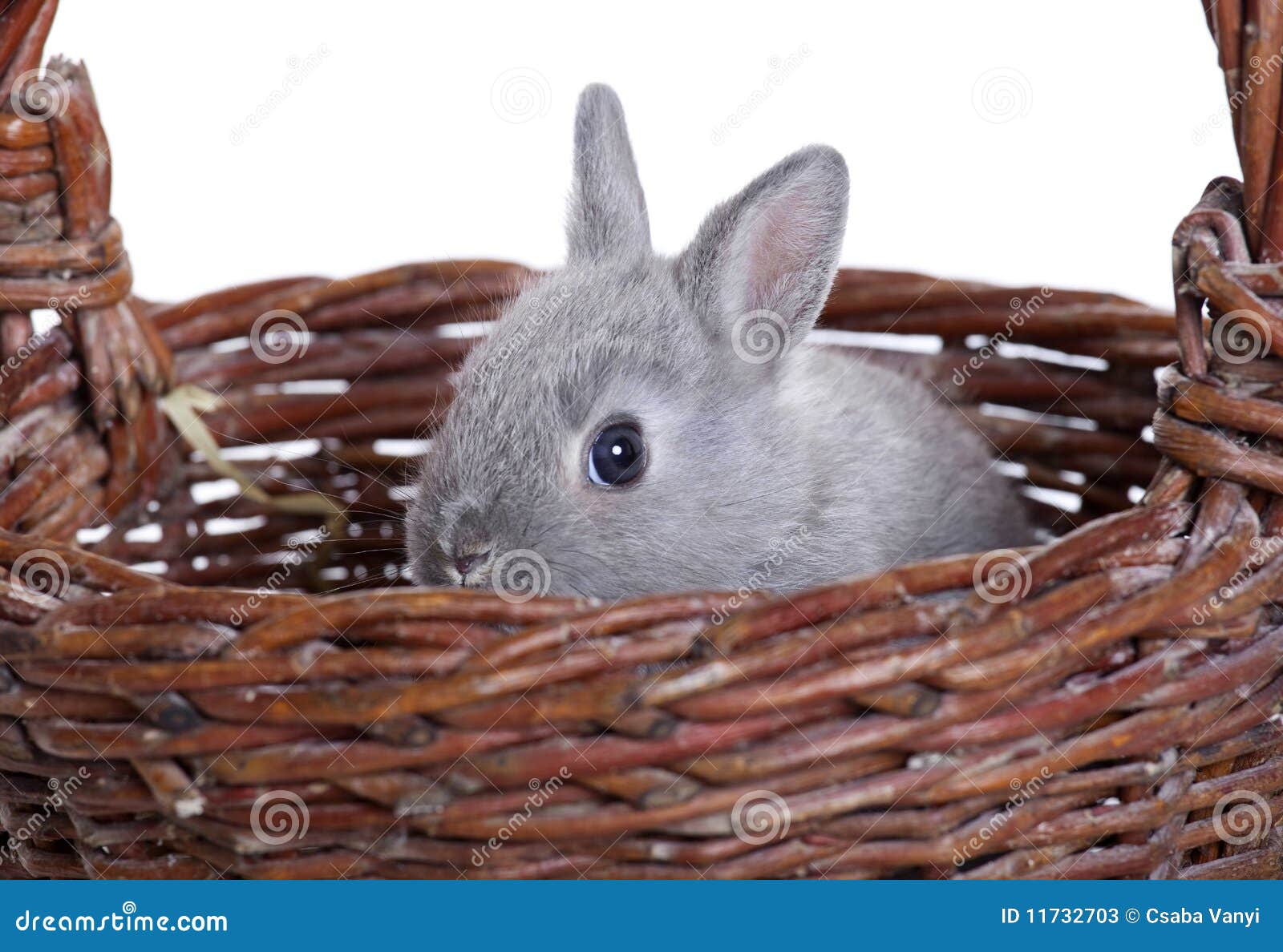 Grey dwarf baby bunny stock image. Image of little, furry - 11732703