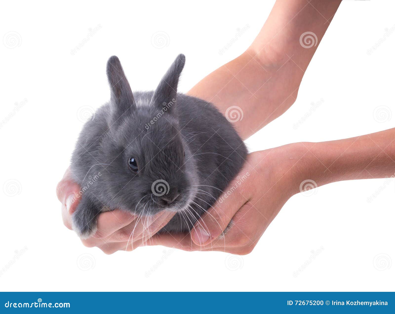 Grey Dwarf Bunny Fluffy on Children S Hands. Stock Photo - Image of ...