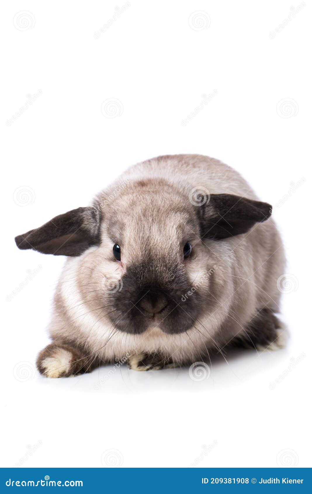Grey Dwarf Rabbit With Pink Ears And Blue Eyes On Light Background ...