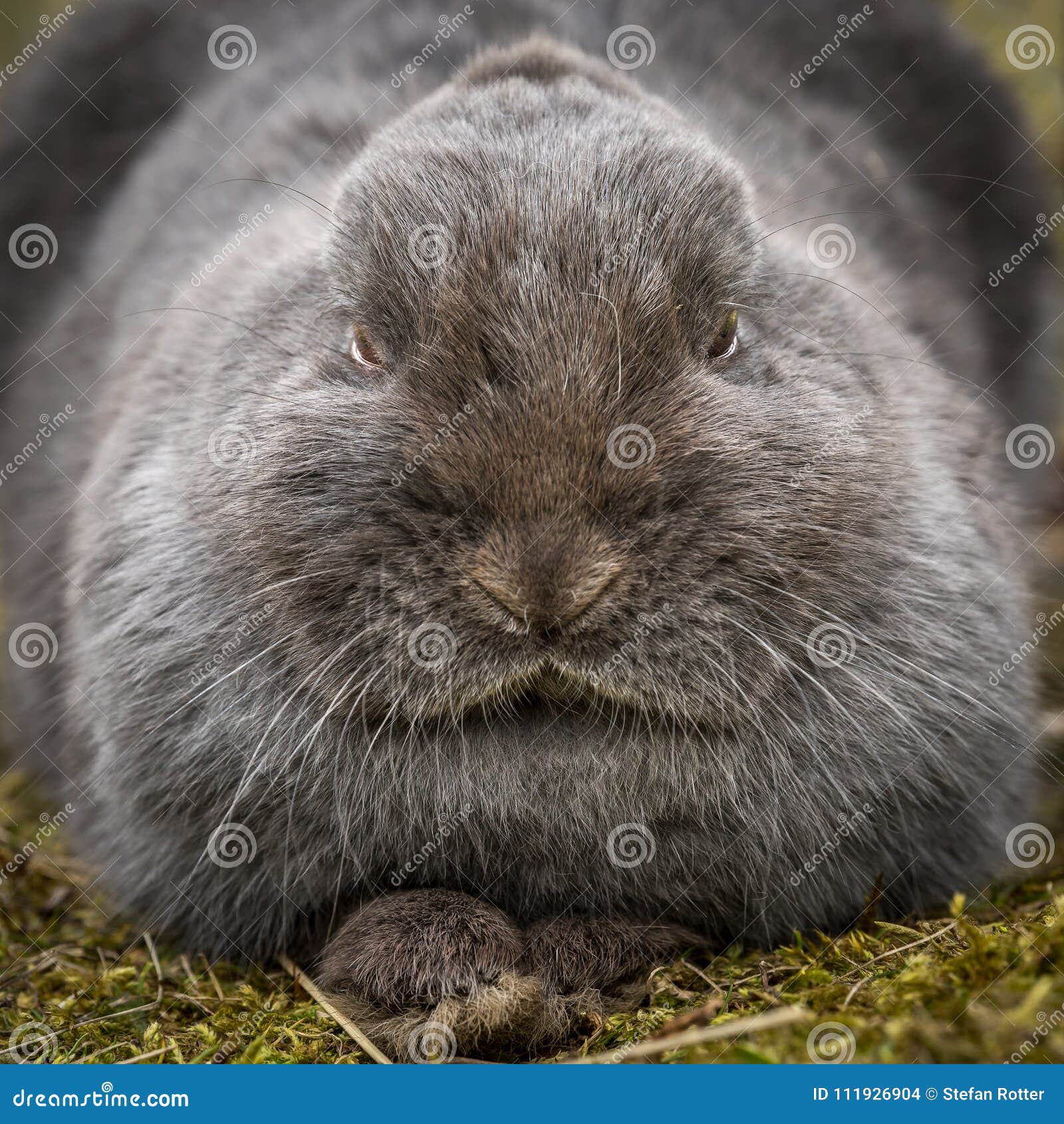 A Grey Dwarf Rabbit Taking a Rest Stock Photo - Image of rabbit ...