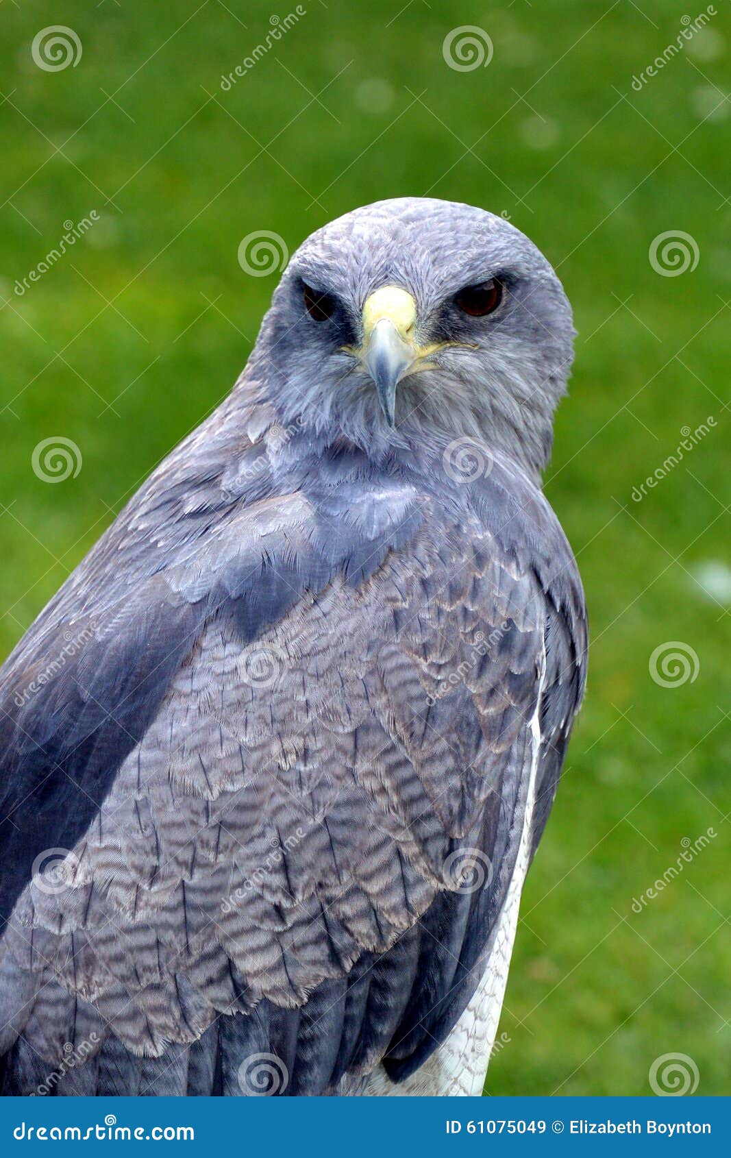 Grey Eagle Buzzard stock image. Image of park, flight - 61075049