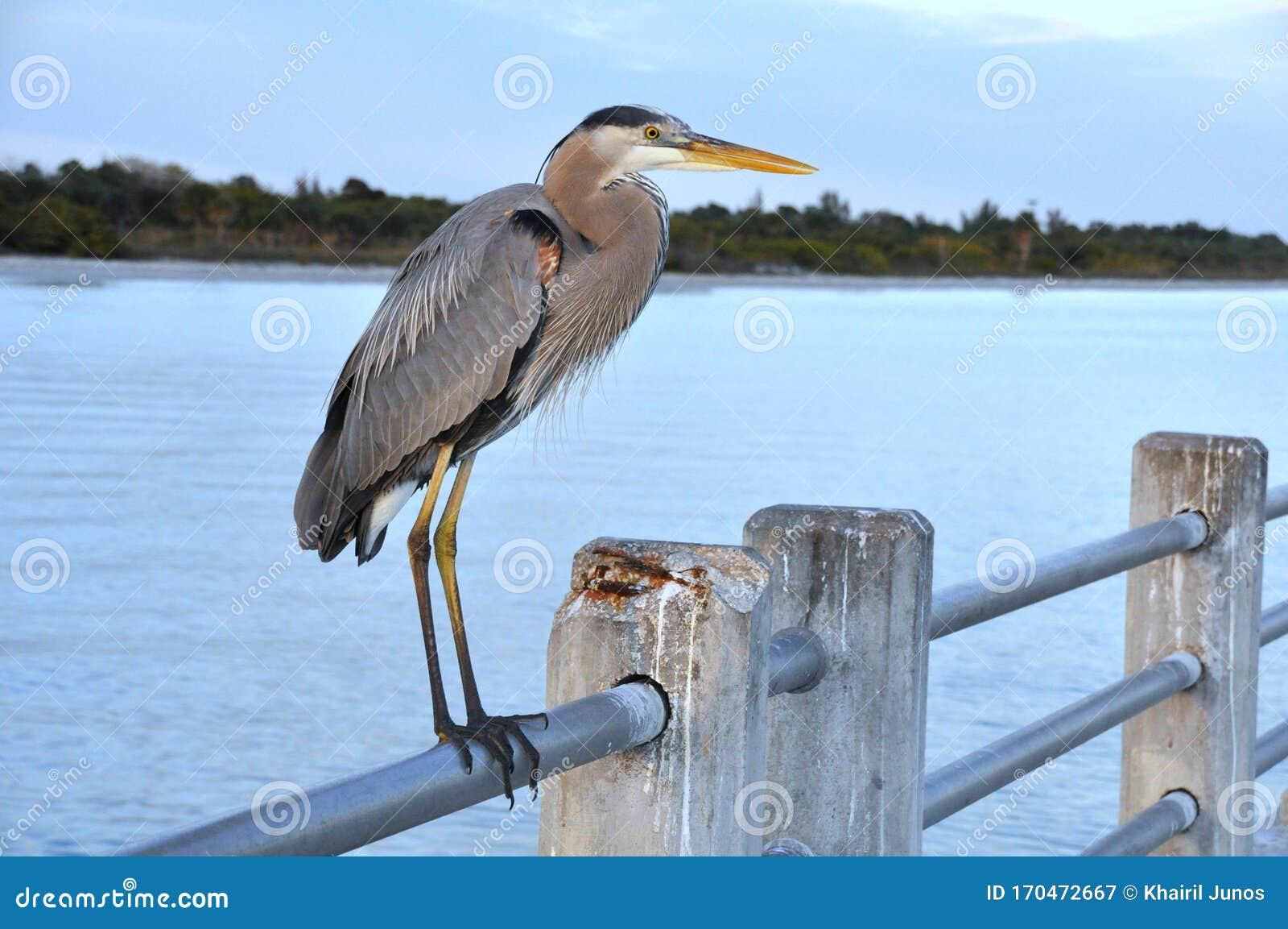 A Grey Egret Bird Standing by the Pier Stock Image - Image of editorial ...