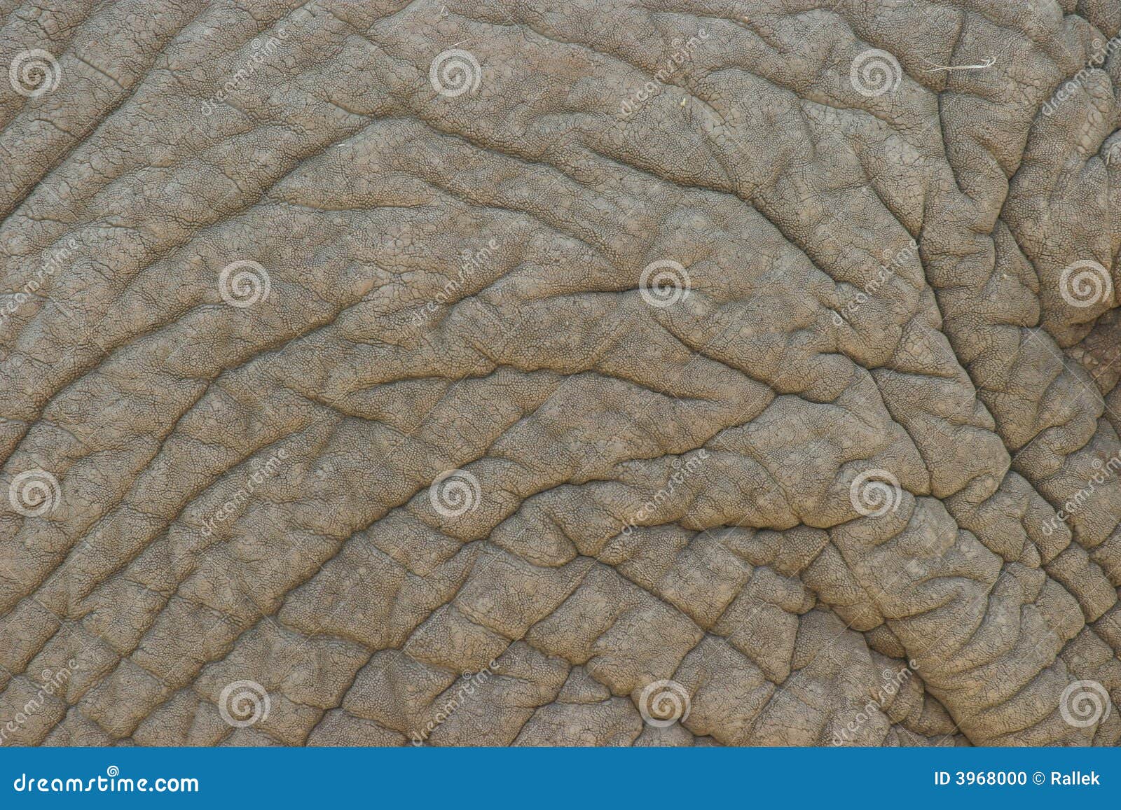 Grey Elephant Skin Picture. Image: 3968000