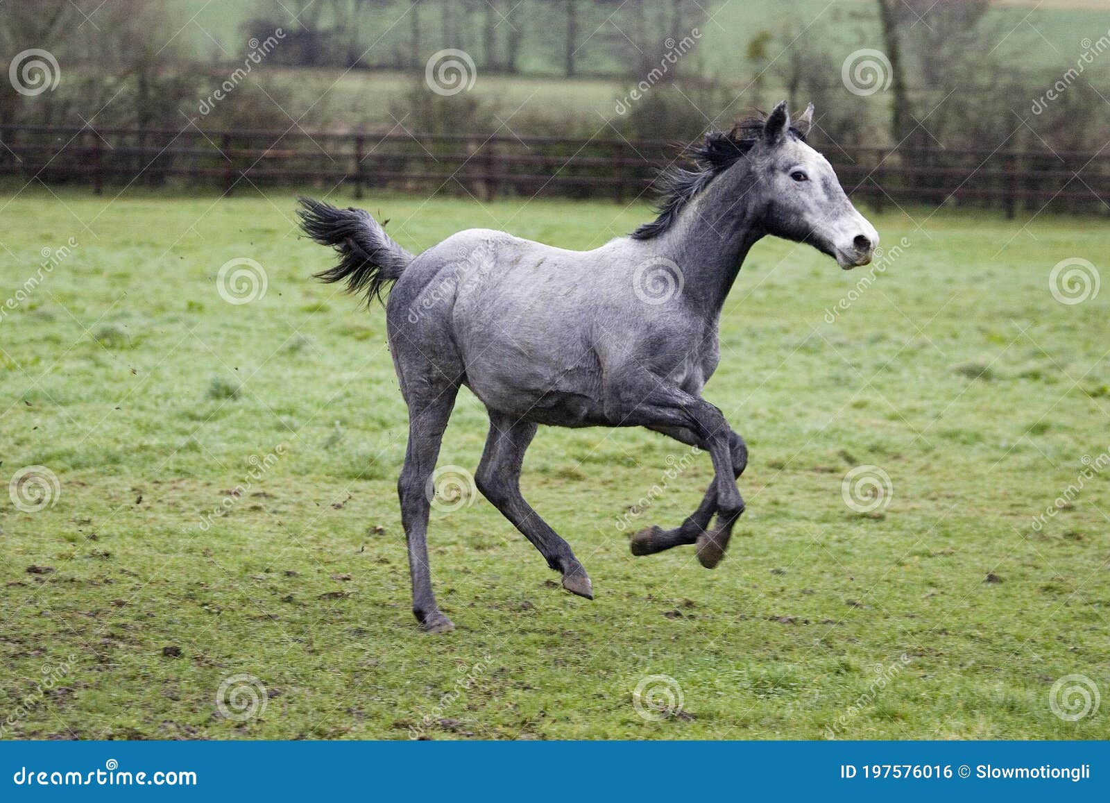 Grey English Thoroughbred, Yearling Galloping, Normandy Stock Photo ...
