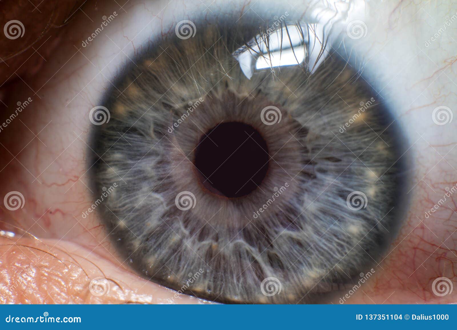 Grey eye pupil close up stock photo. Image of white - 137351104
