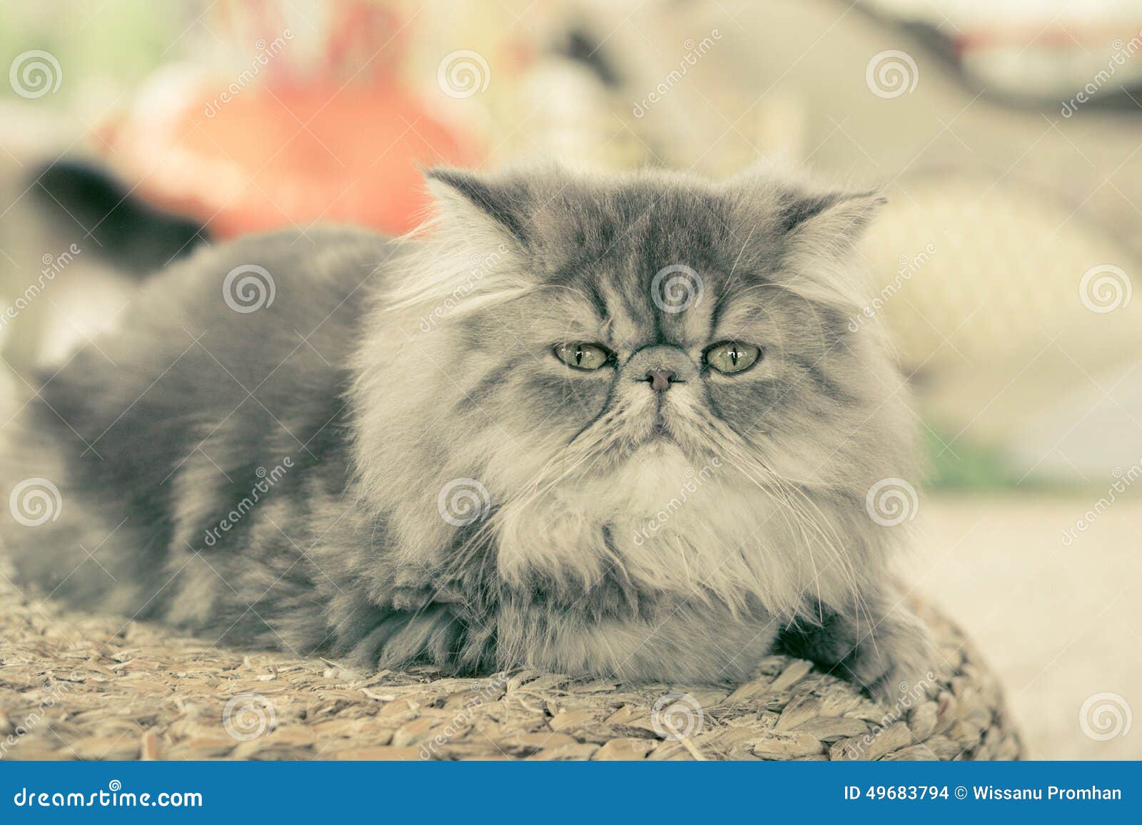 The Grey Face stock photo. Image of charm, charming, lovely - 49683794