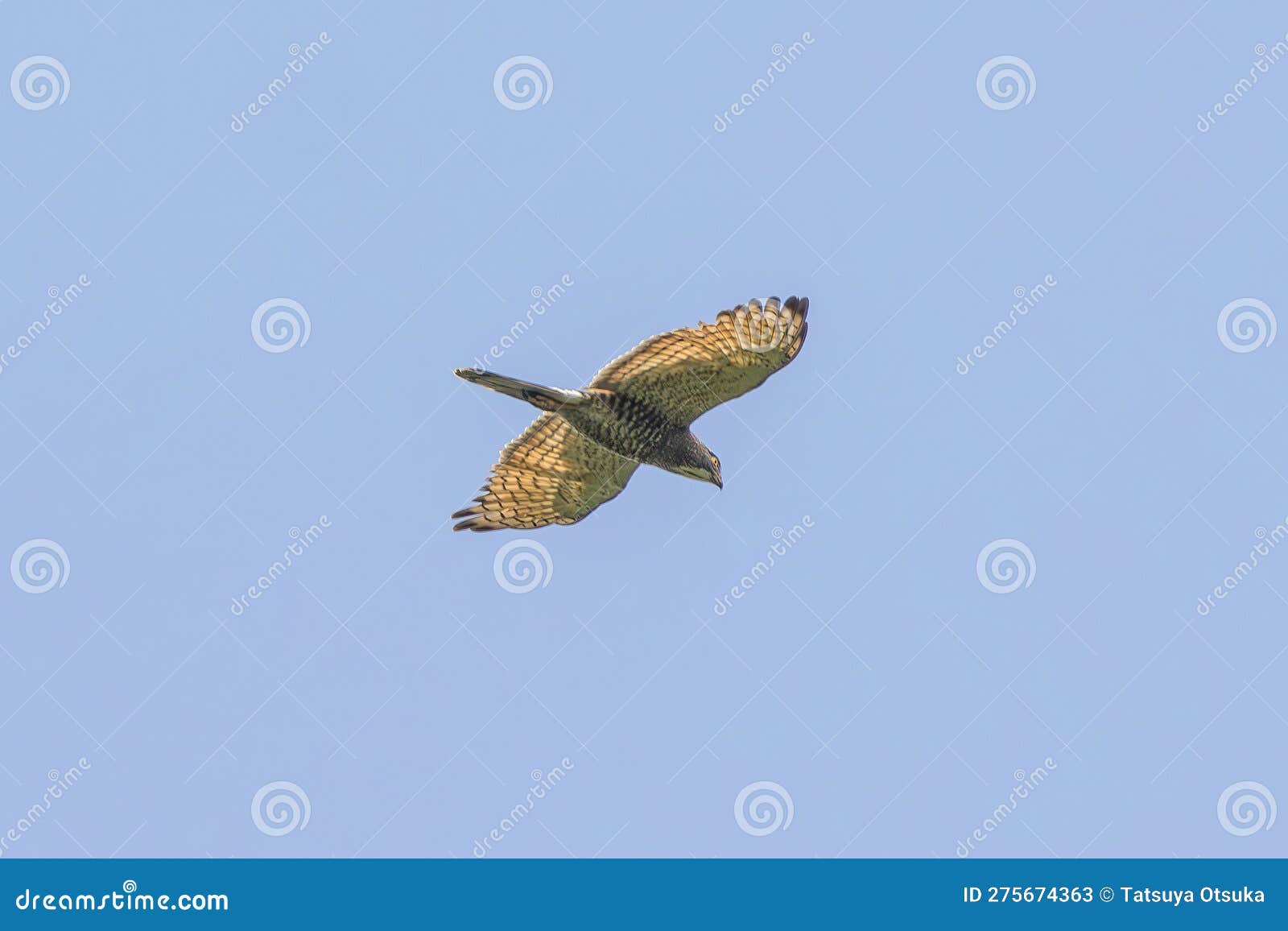 Grey-faced Buzzard in Flying in a Blue Sky Background Stock Image ...