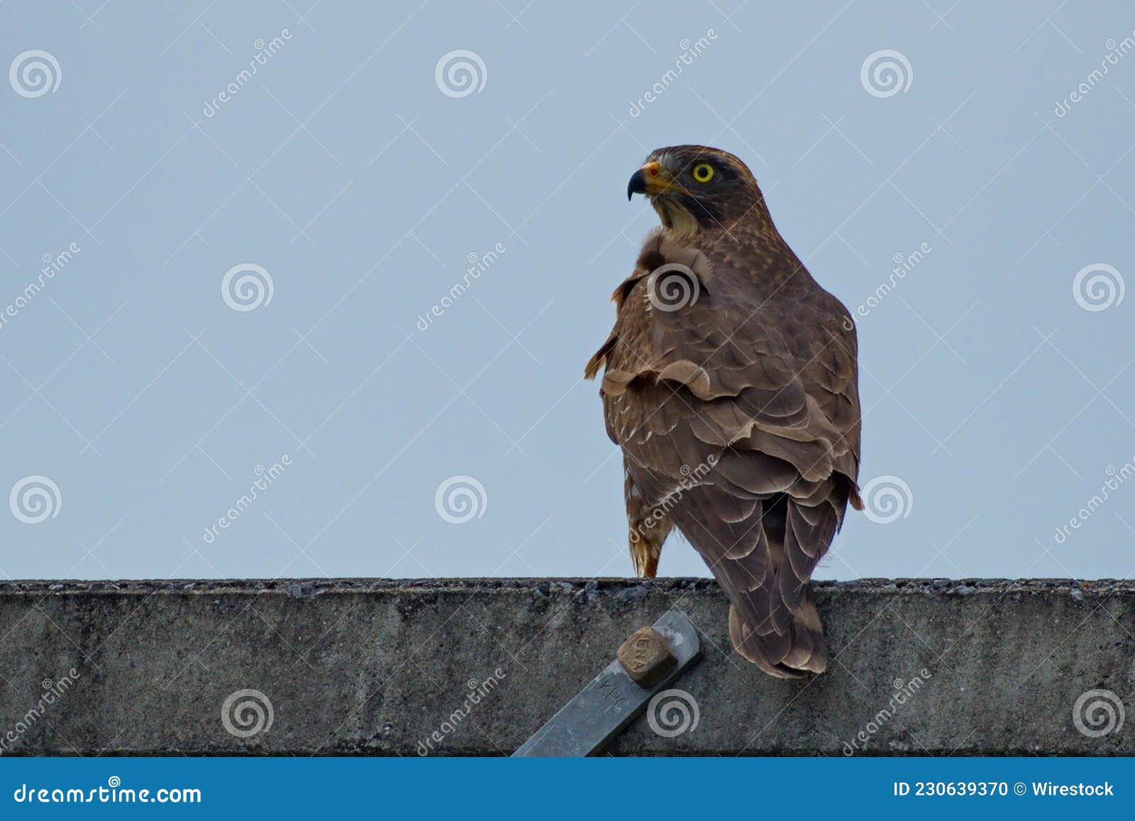 Grey-Faced Buzzard perched stock photo. Image of hunting - 230639370