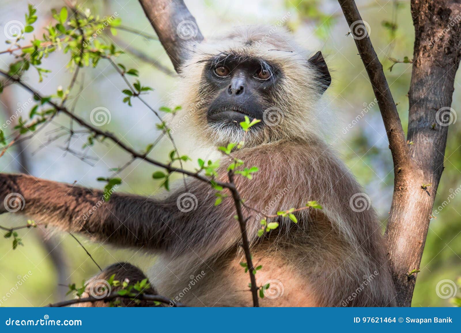 Grey Faced Langoor stock photo. Image of love, eyes, mammal - 97621464
