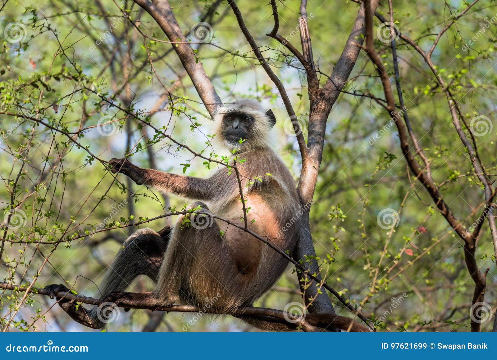 Grey Faced Langoor stock image. Image of forest, outdoor - 97621699