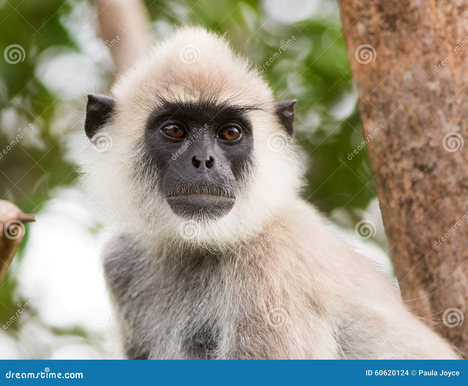 A Grey Faced Langur Monkey Close Up Stock Photo - Image of furry ...