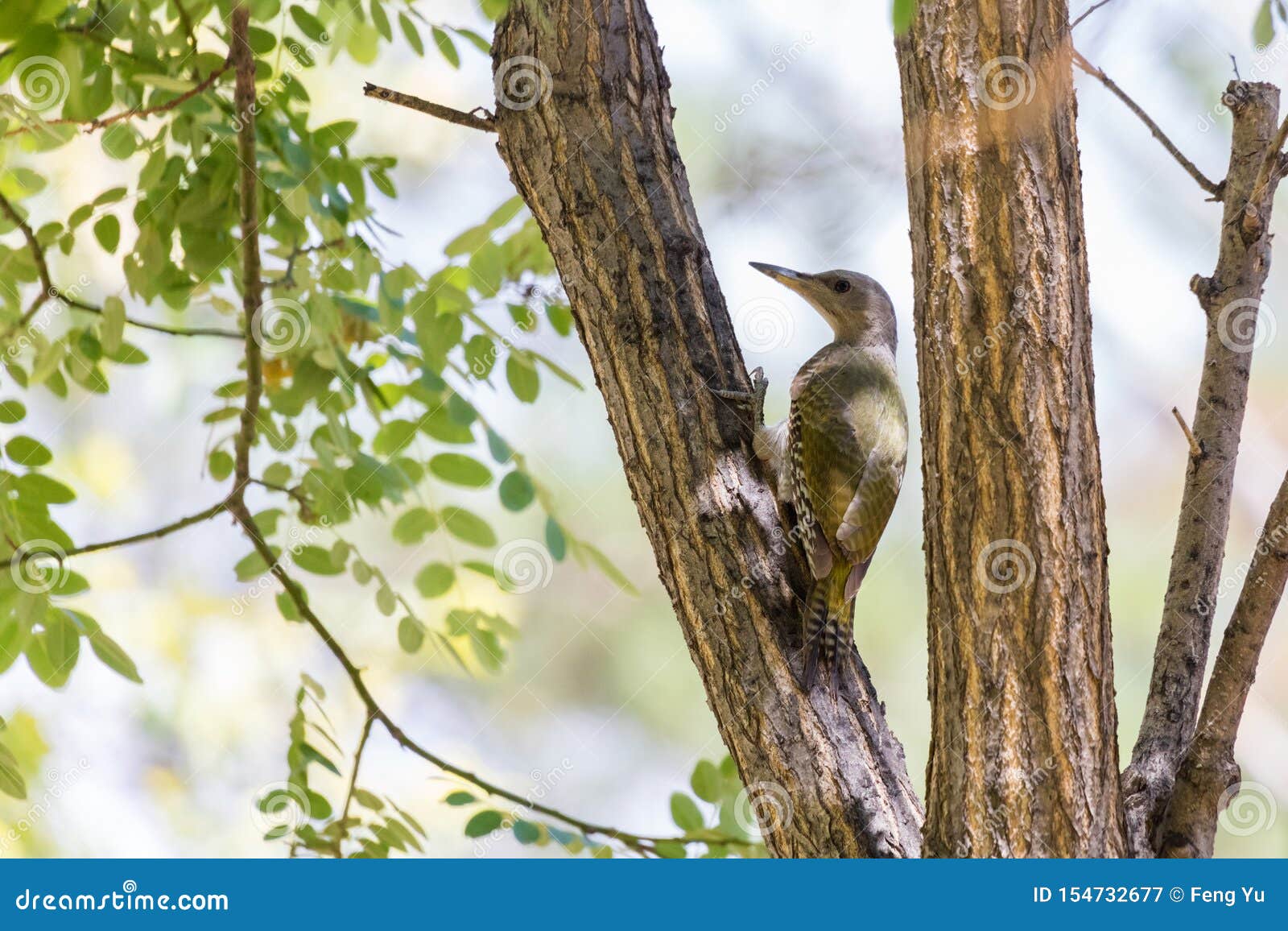 Grey faced Woodpecker stock image. Image of beijing - 154732677