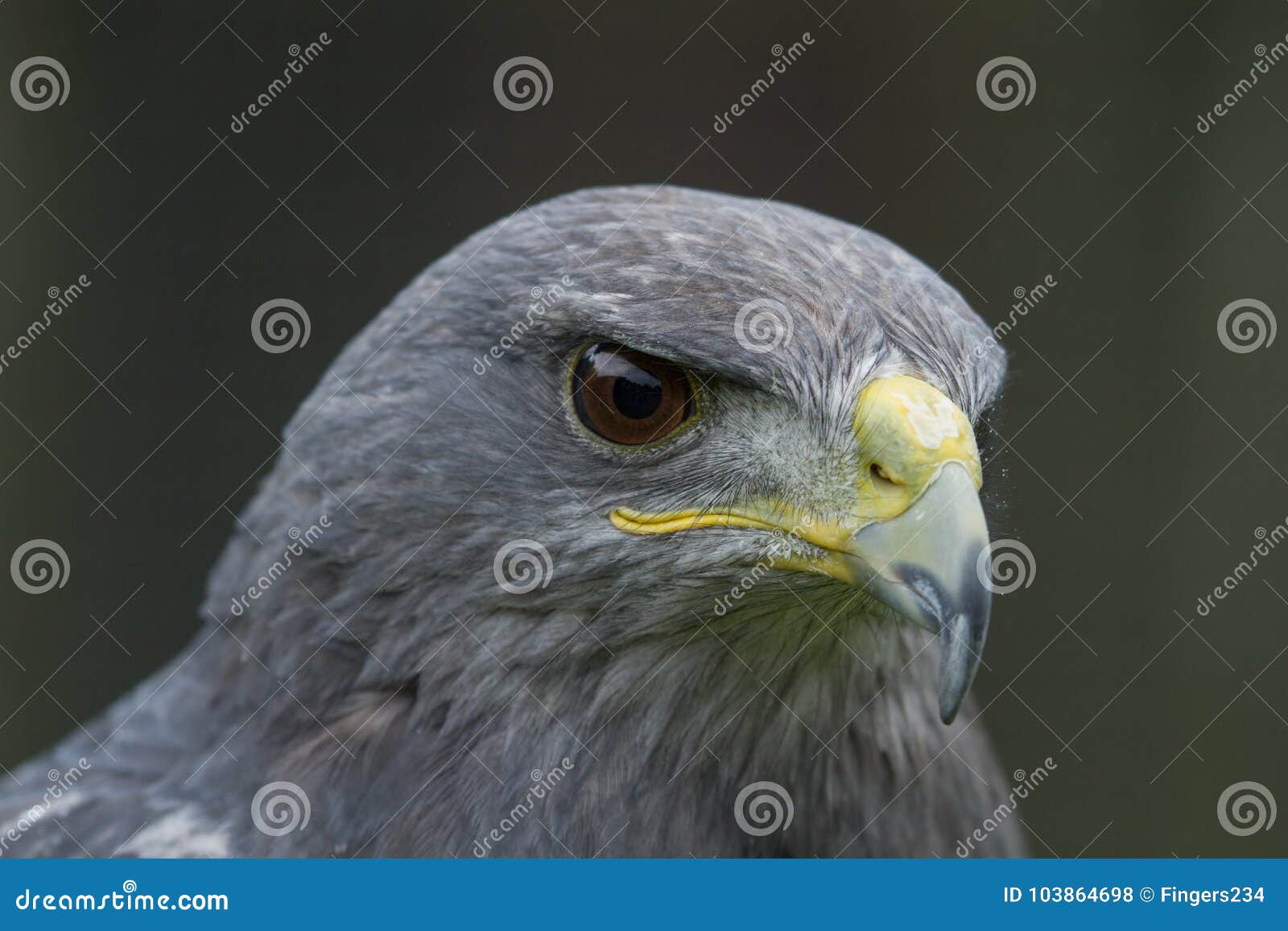 A Grey Falcon with Reflections in it,s Eyes Stock Photo - Image of bird ...