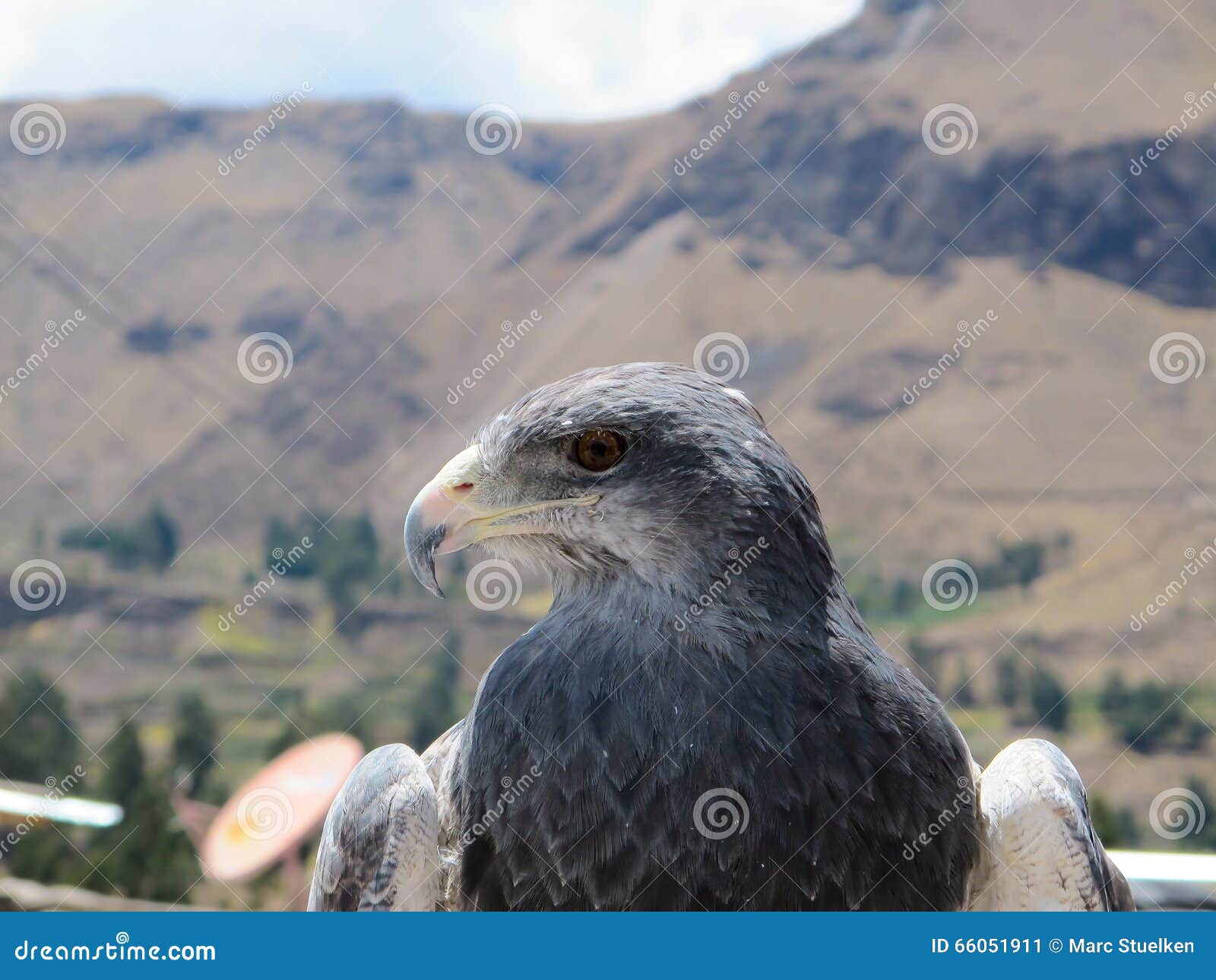 Grey Falcon stock image. Image of falcon, peru, canyon - 66051911