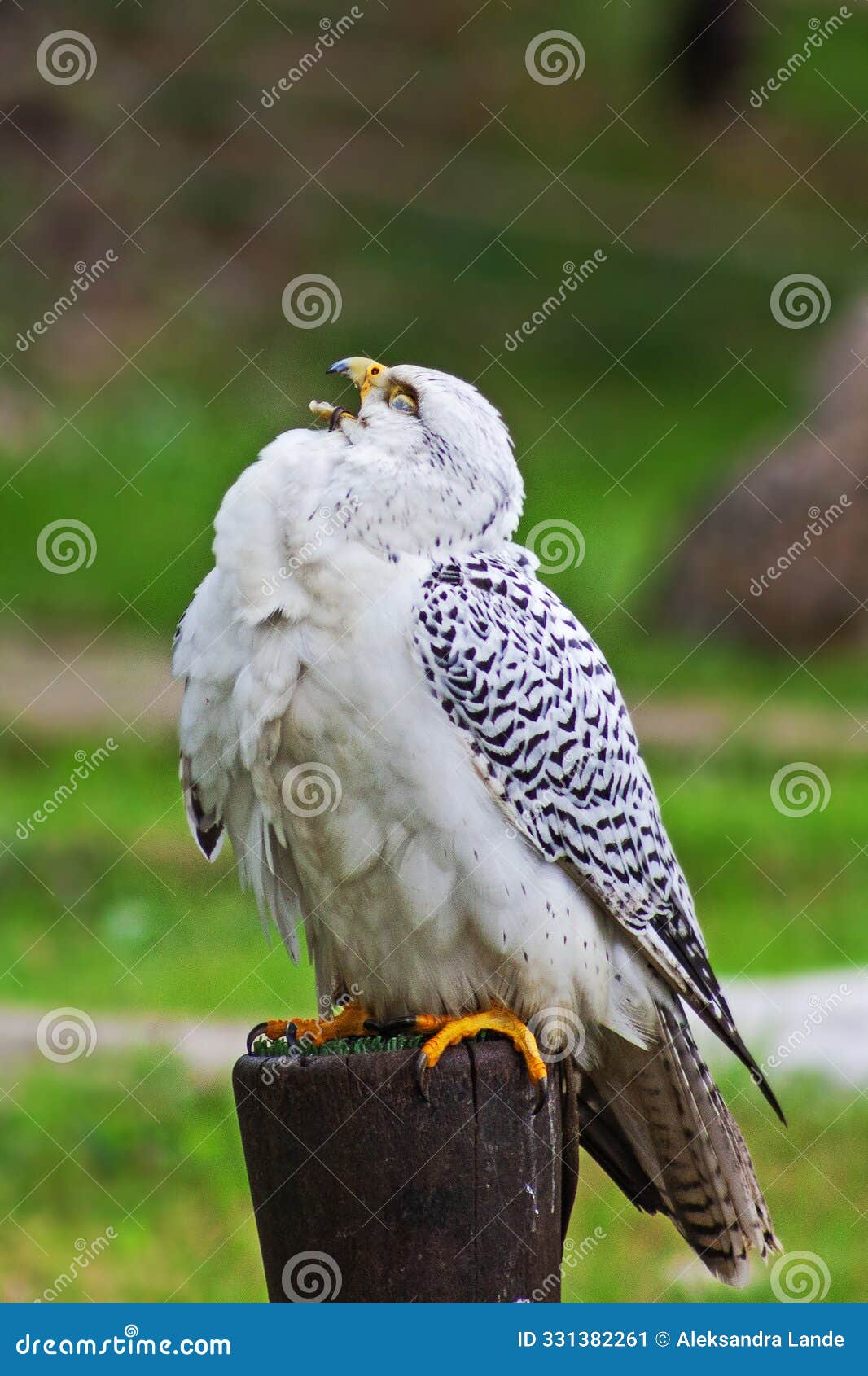 Grey Falcon Wild Bird in Spanish Zoo Stock Image - Image of beak ...