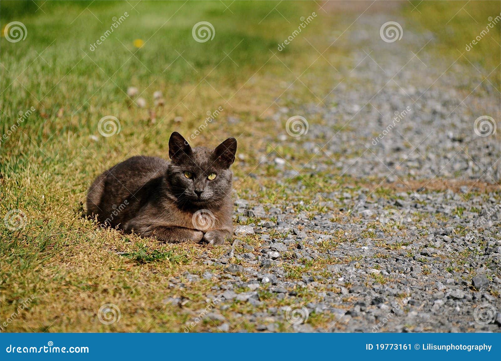Grey Farm Cat stock image. Image of farm, grass, gravel - 19773161
