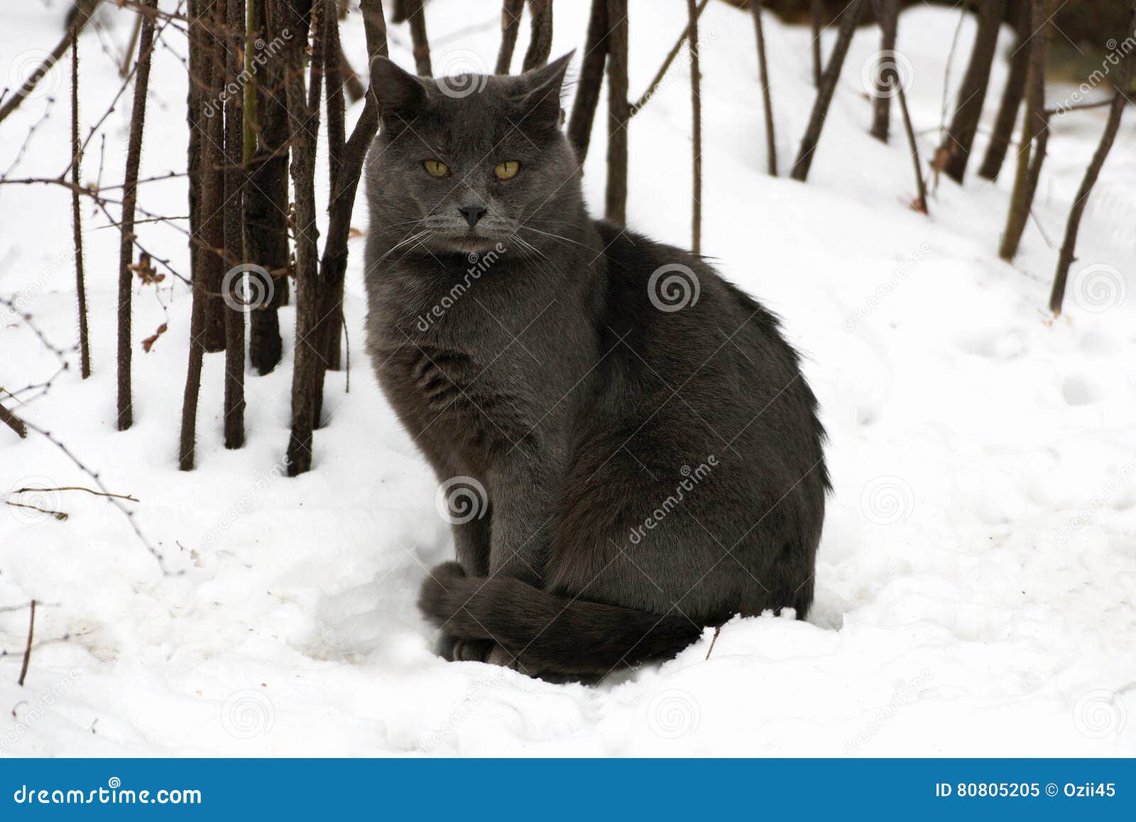 Grey fat cat. stock image. Image of season, kitten, sitting - 80805205