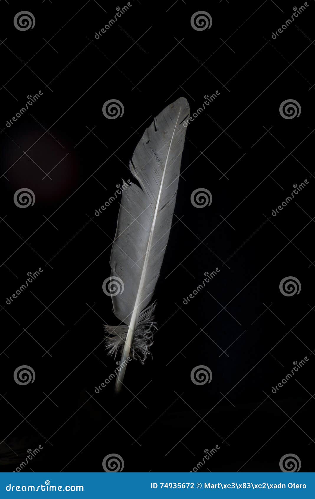 Grey feather stock photo. Image of dove, natural, object - 74935672