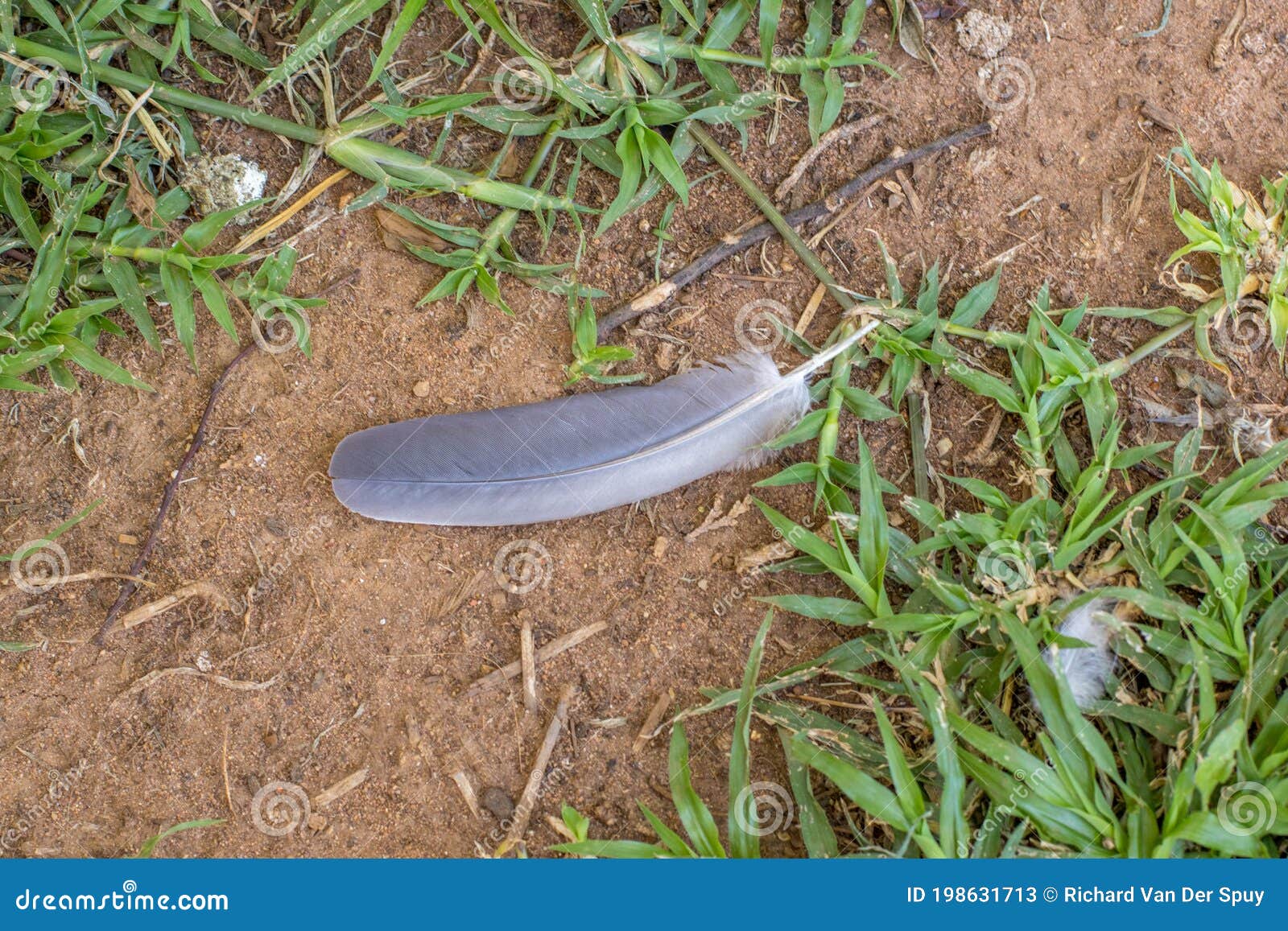 The Grey Feather from a Dove Stock Image - Image of wallpaper, scenario ...