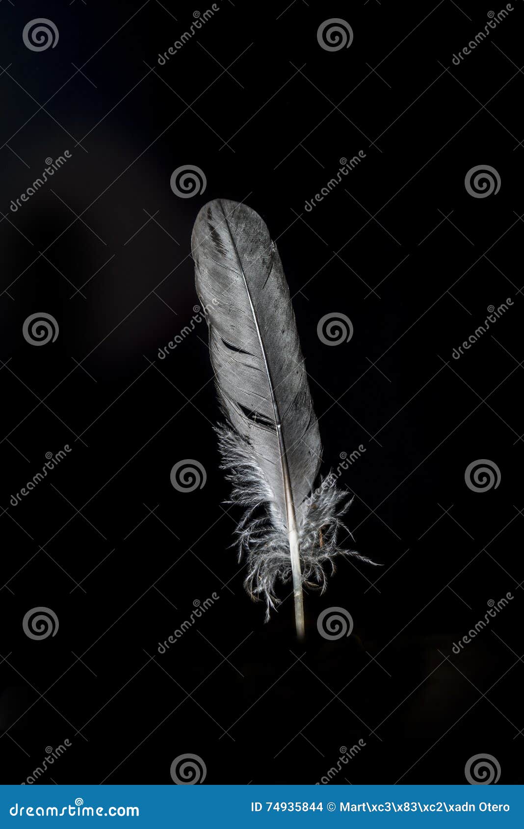 Grey feather isolated stock photo. Image of pattern, dreams - 74935844
