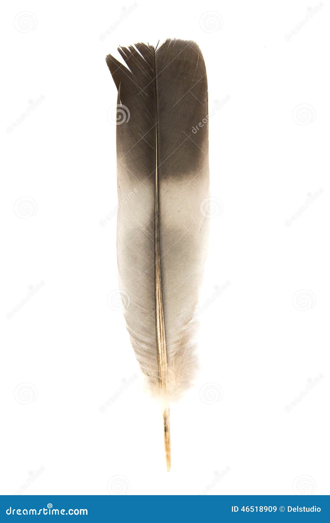 Grey feather stock image. Image of background, grey, white - 46518909