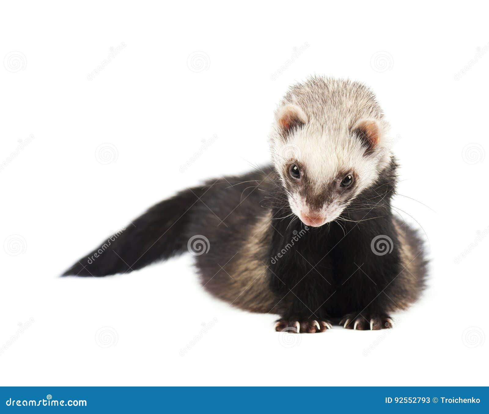 Grey Ferret In Full Growth Lies, Isolated On White Background. Ferret ...