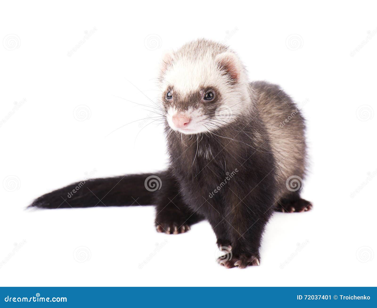 Grey ferret isolated stock image. Image of animal, fauna - 72037401