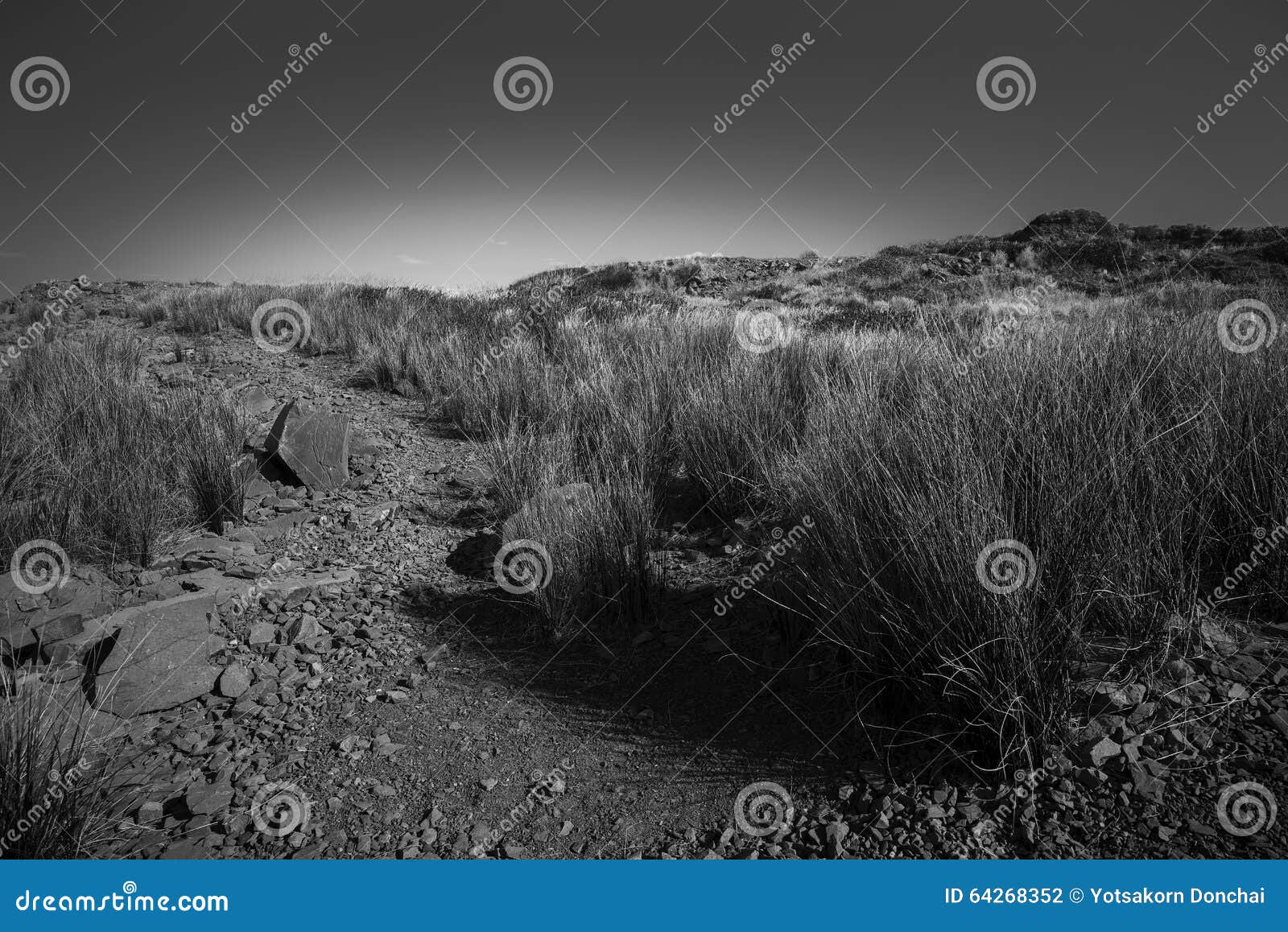 Grey field stock photo. Image of field, nature, grey - 64268352