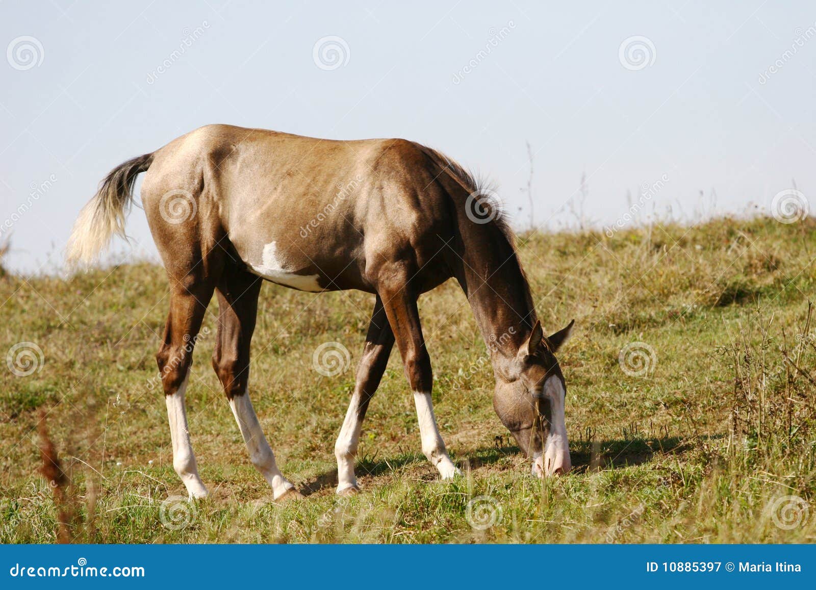 Grey filly on field stock image. Image of animal, horse - 10885397