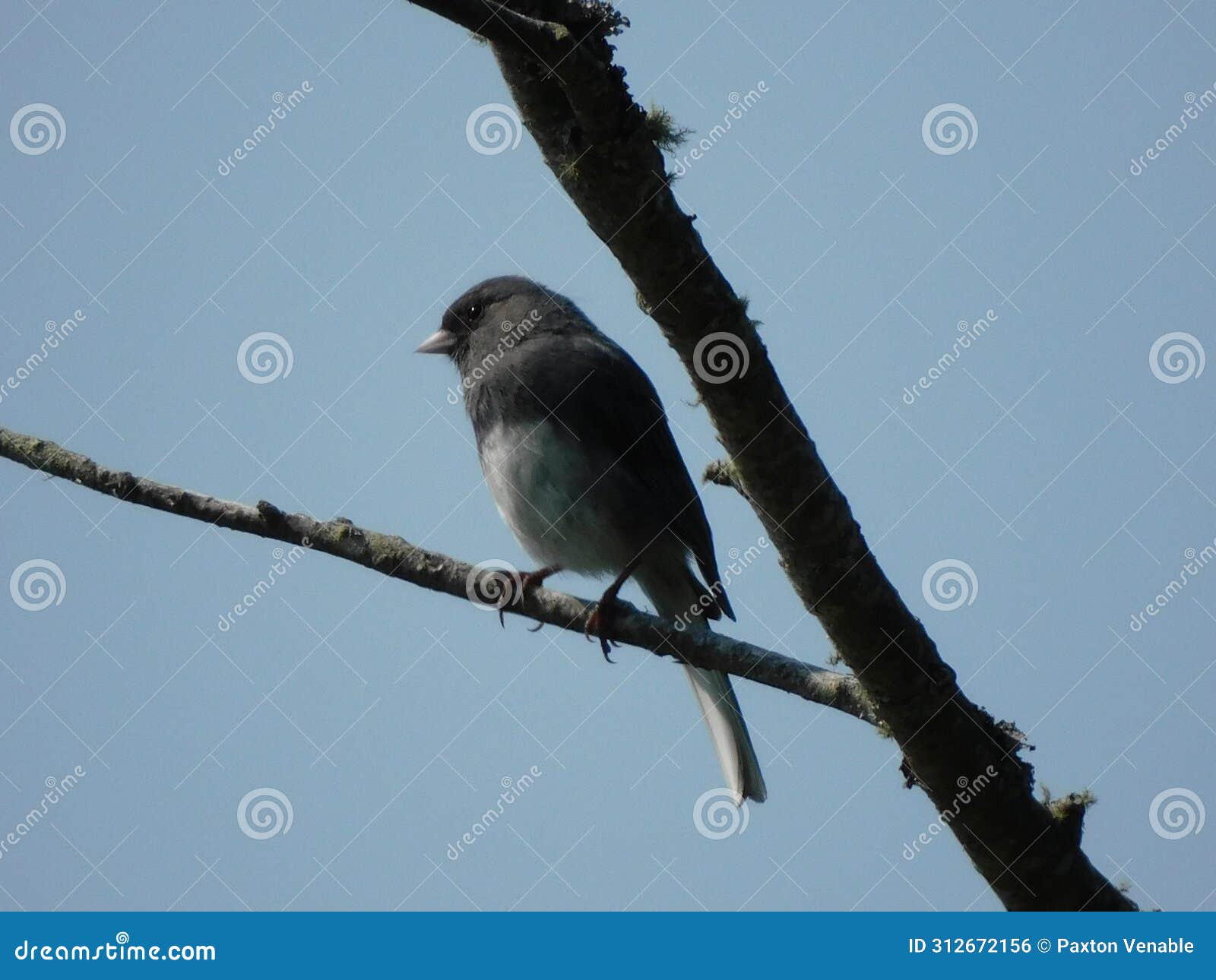 Grey finch bird on tree stock photo. Image of bare, robin - 312672156
